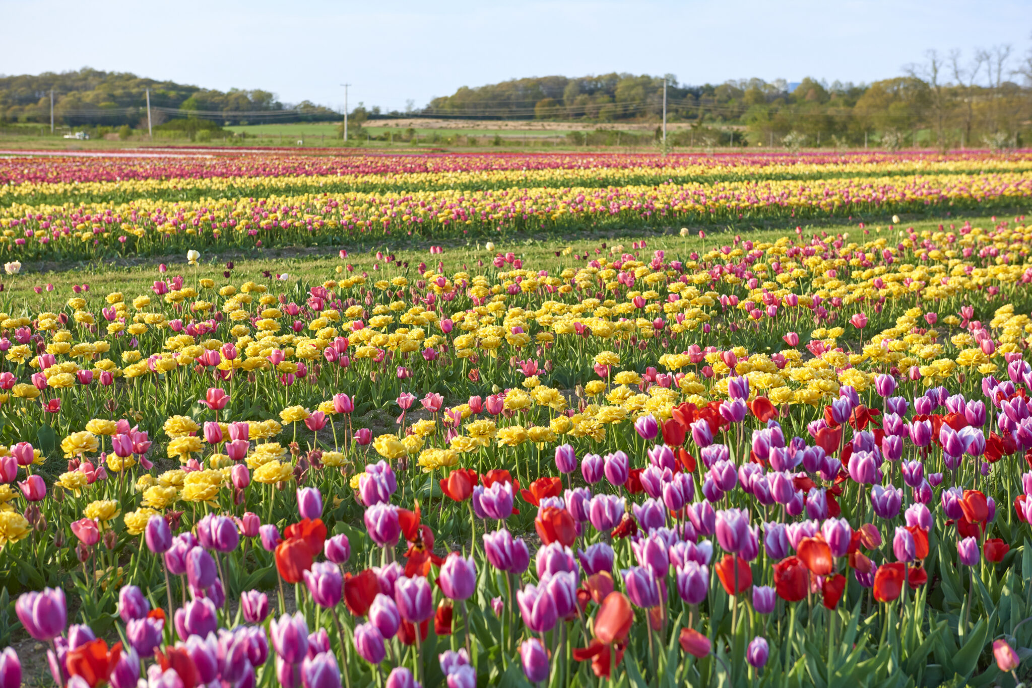 Fields of Floral Dreams: The Long Island Tulip Festival Transports ...