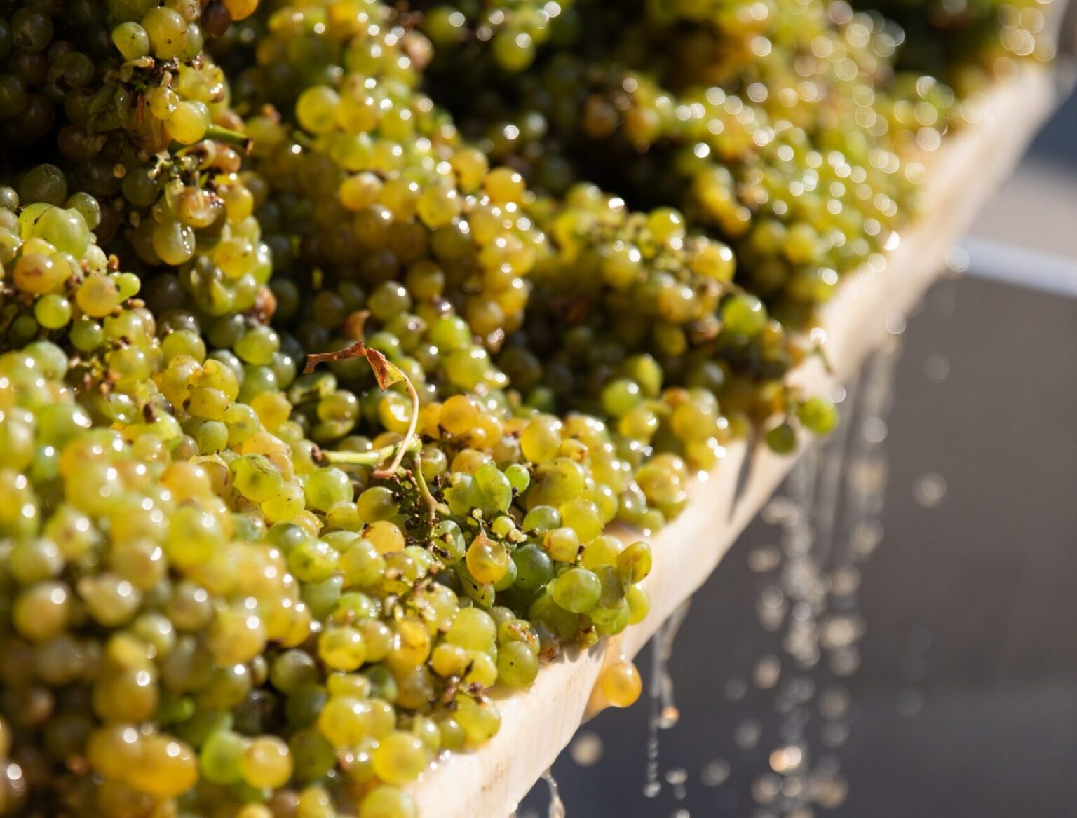 Pour It Out! New Long Island wine releases to sip and savor
