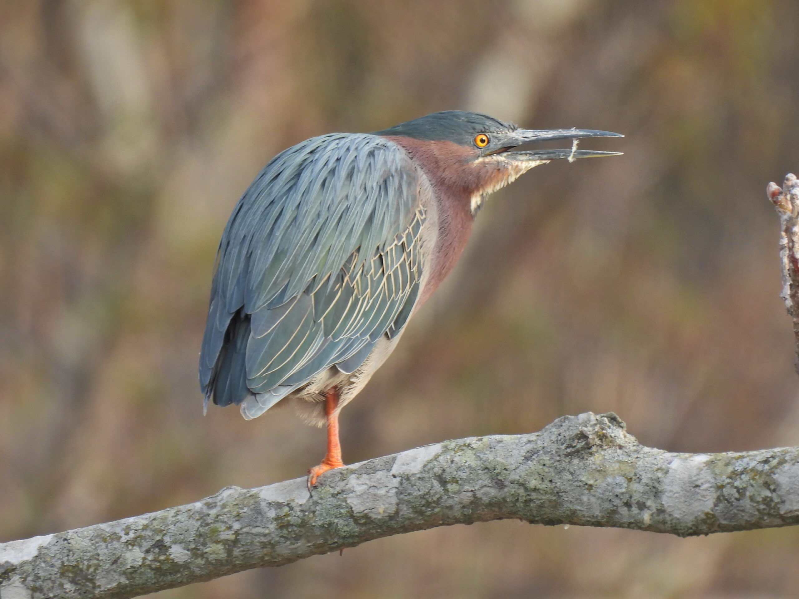 North Fork Audubon Presents: Tuesdays with Tom - Northforker