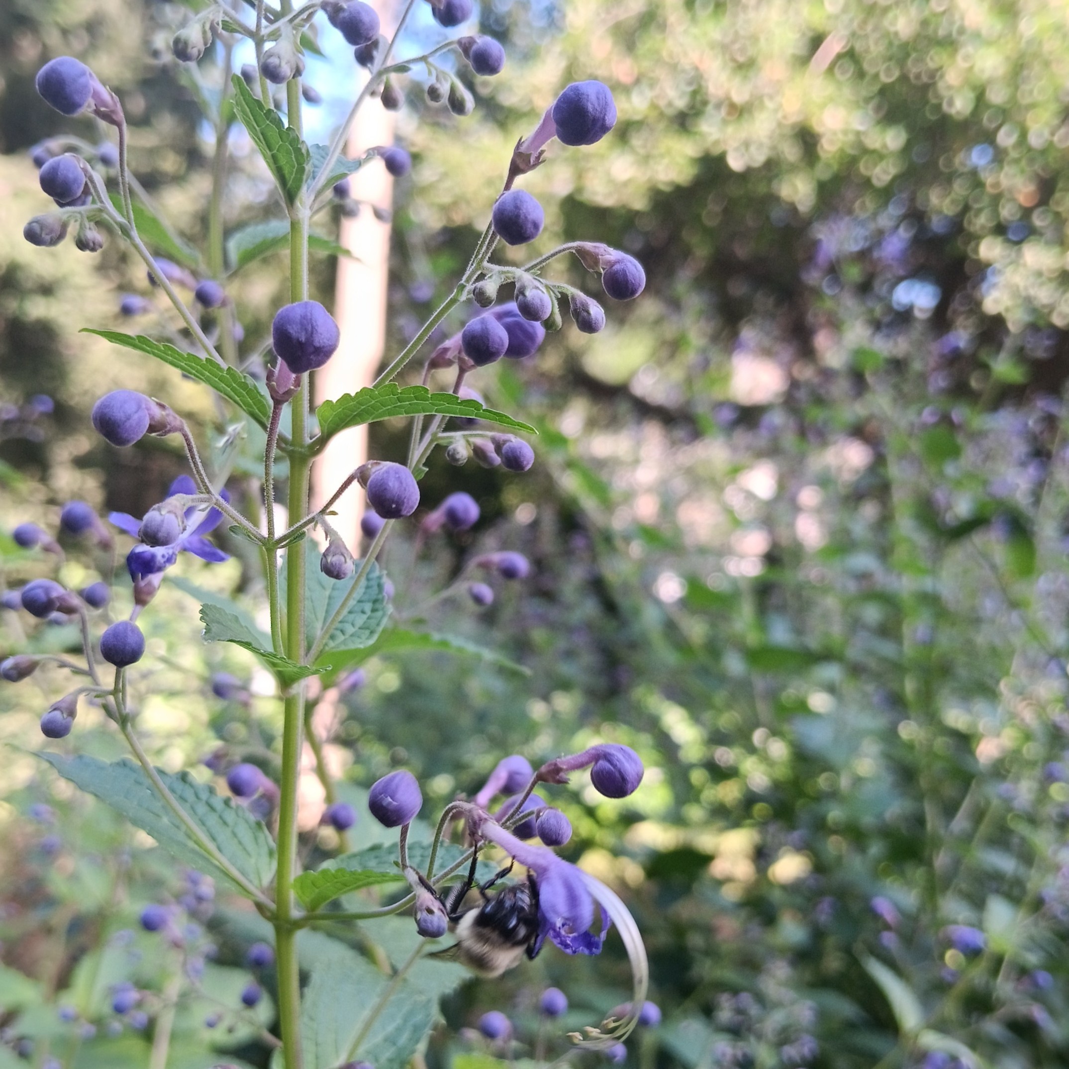 Perennial Powerhouses with Jim Glover - Northforker